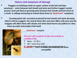insectpestsofsorghumandmaize-200903104535 (1).pptx