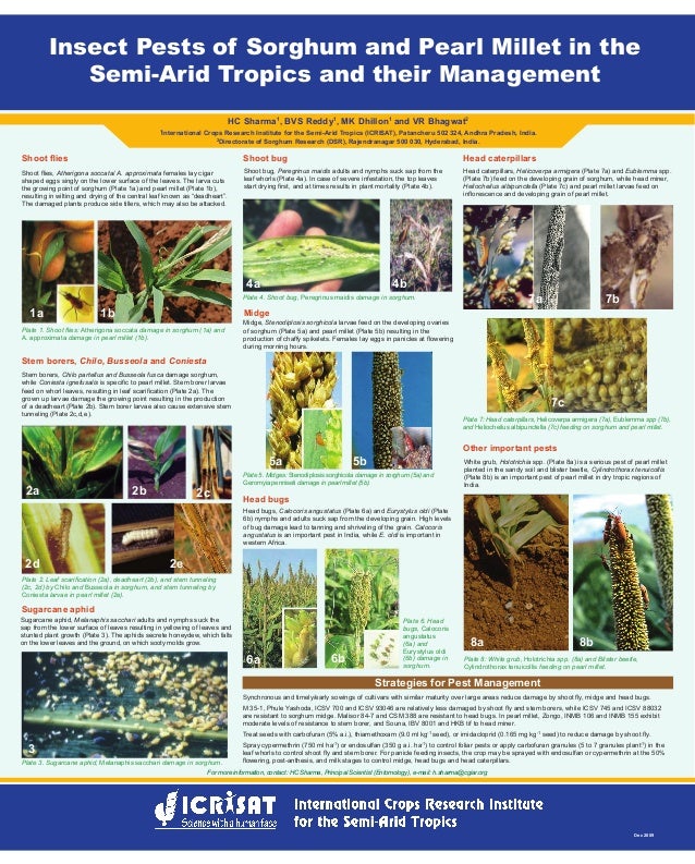Insect Pests of sorghum and pearl millet in the semi-arid tropics a…