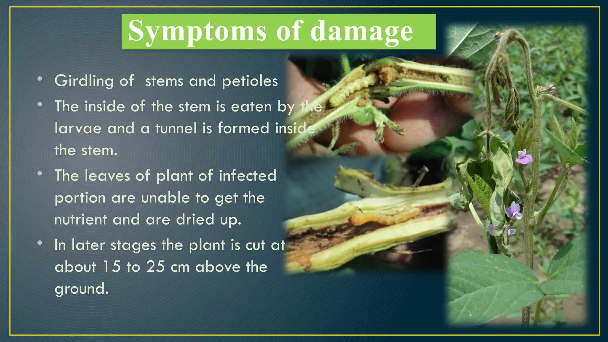 insect pests of soyabean and their management | PPTX