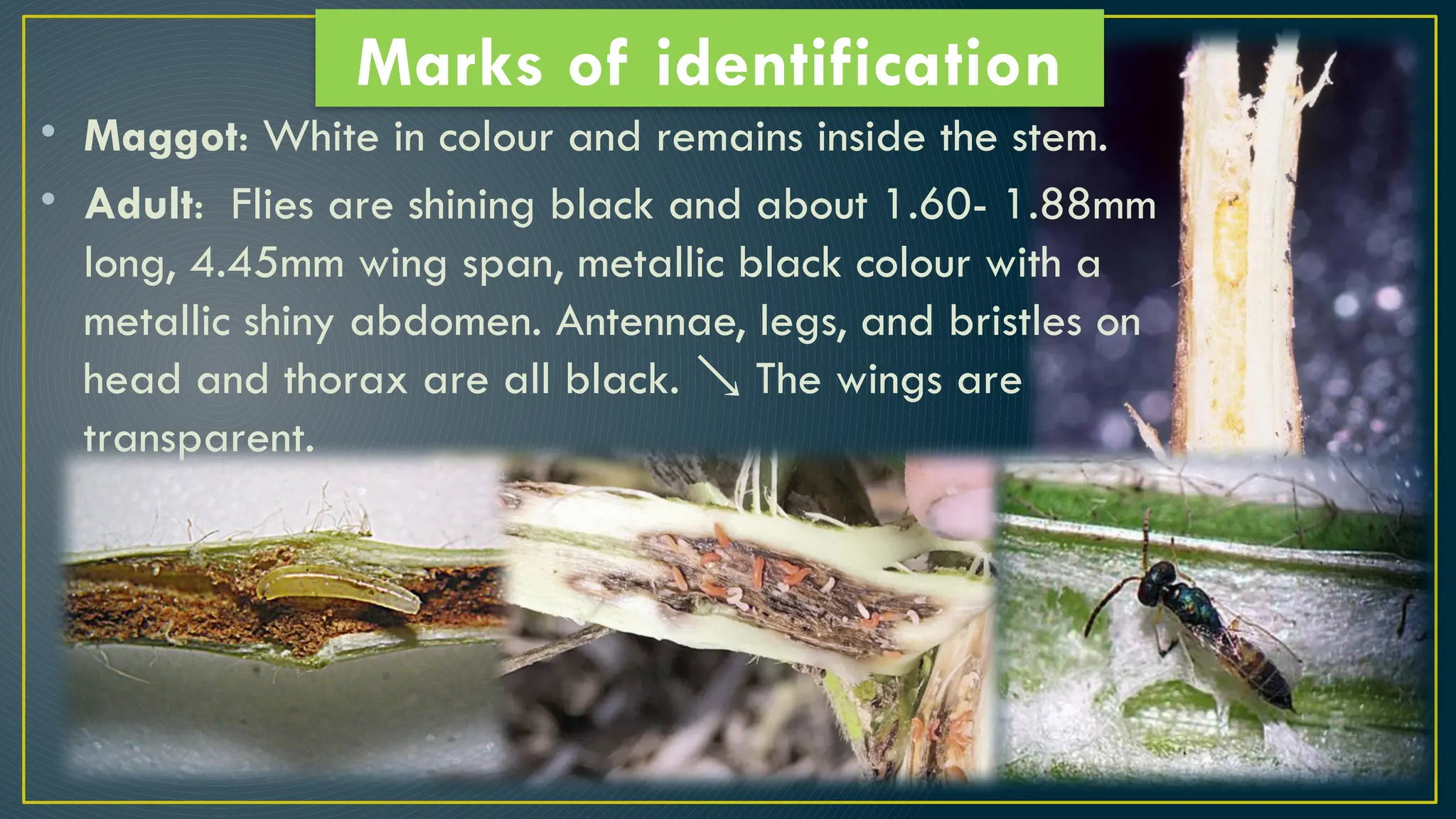 insect pests of soyabean and their management | PPTX