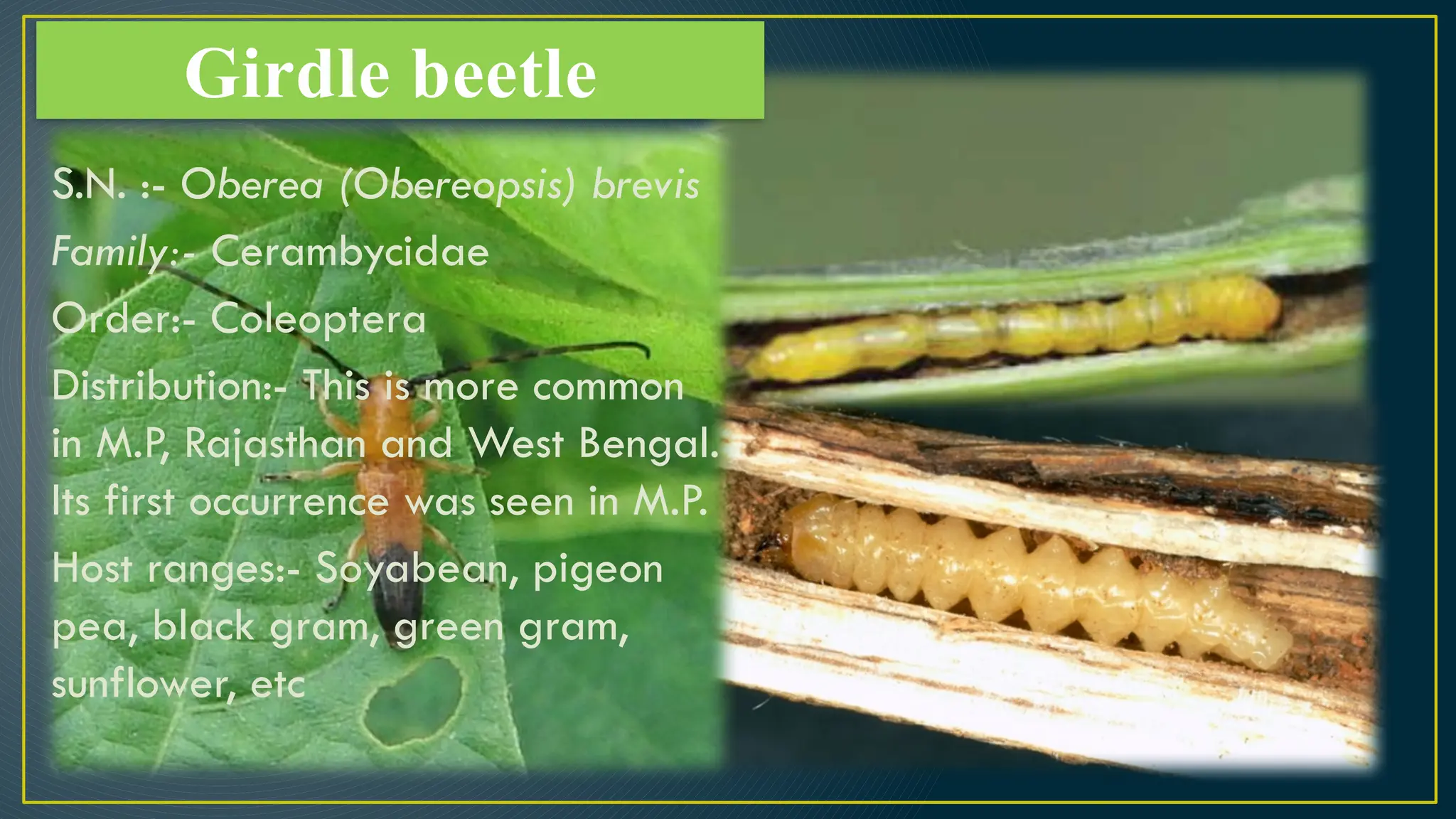 the major pests of soyabean and their managementpptx | PPTX