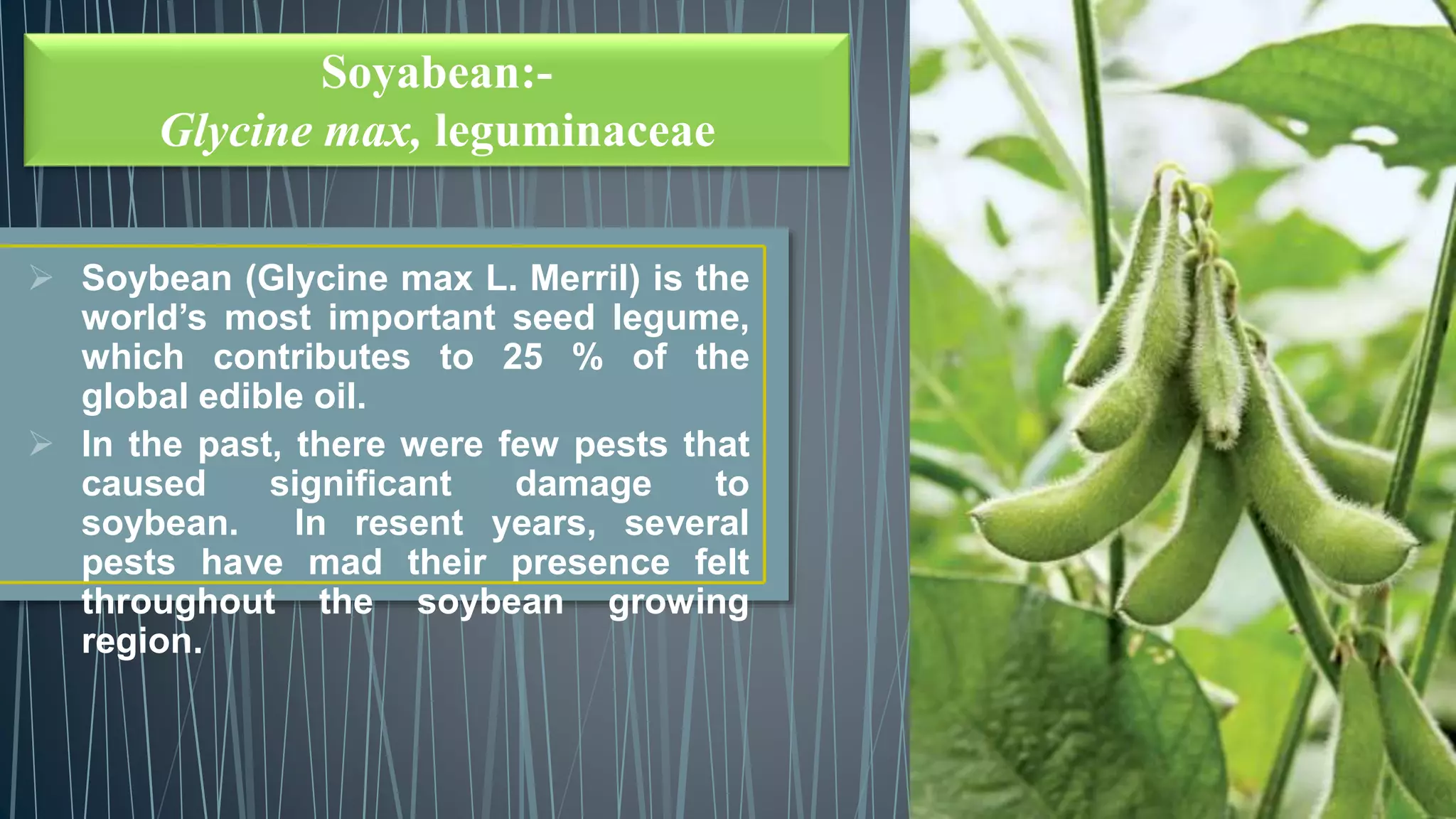 Insect pests of soyabean and their management | PPTX