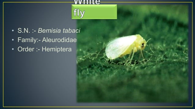 Insect pests of soyabean and their management | PPTX | Agriculture ...