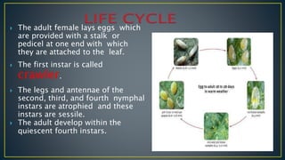 Insect pests of soyabean and their management | PPTX