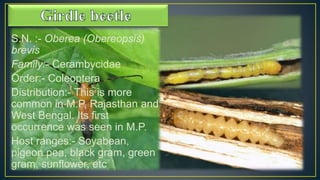 Insect pests of soyabean and their management | PPTX