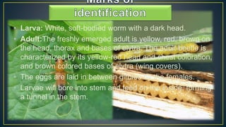 Insect pests of soyabean and their management | PPTX