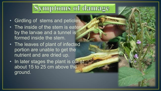 Insect pests of soyabean and their management | PPTX | Agriculture ...