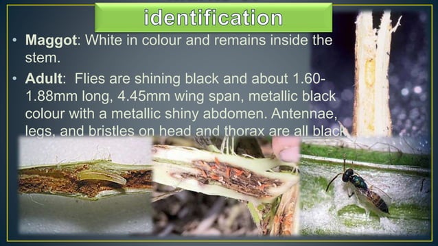 Insect pests of soyabean and their management | PPTX | Agriculture ...