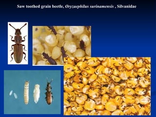 Insect Pests of Stored Grain AET311 (1+1).pptx
