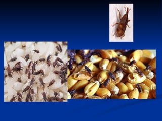 Insect Pests of Stored Grain AET311 (1+1).pptx