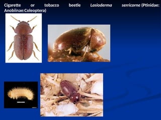 Insect Pests of Stored Grain AET311 (1+1).pptx