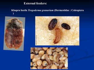 Insect Pests of Stored Grain AET311 (1+1).pptx