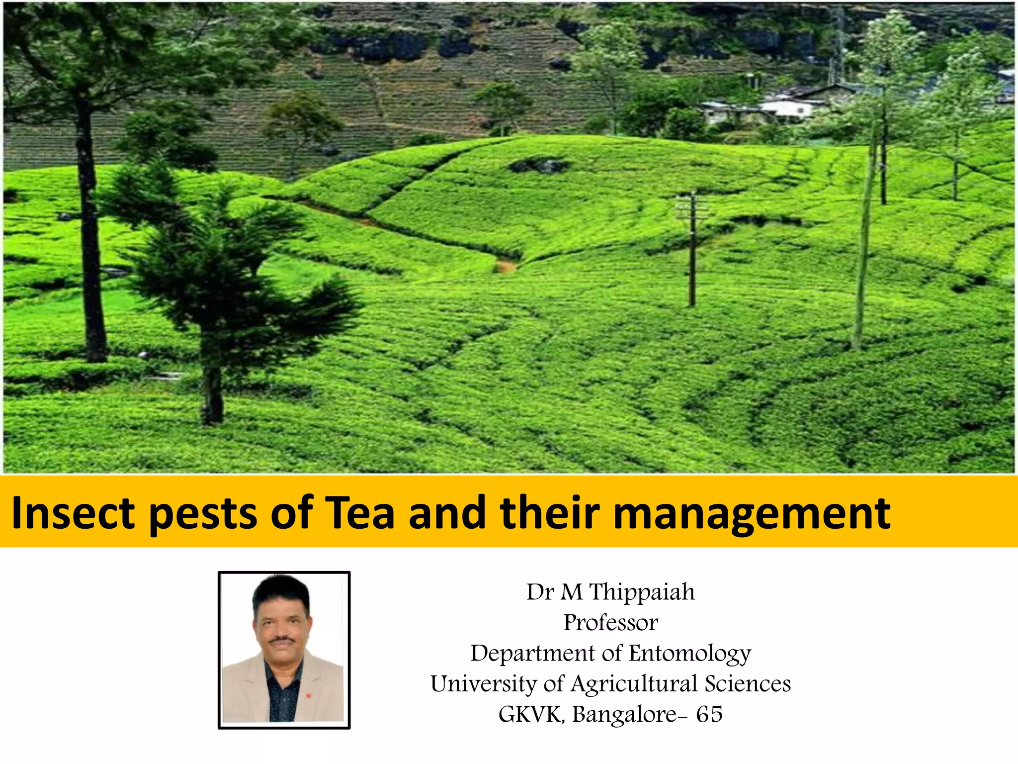 Insect pests of tea | PDF