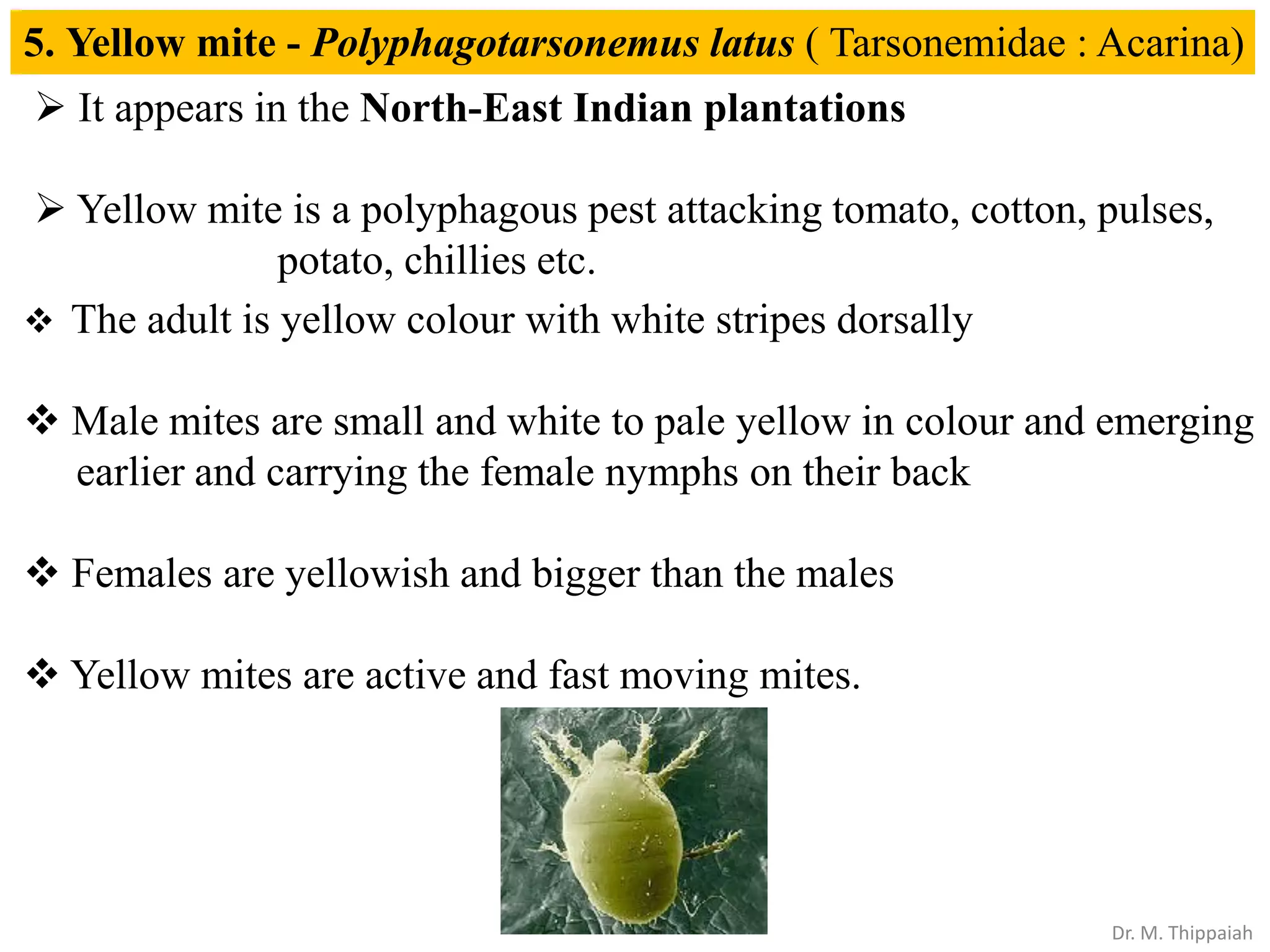 Insect pests of tea | PDF