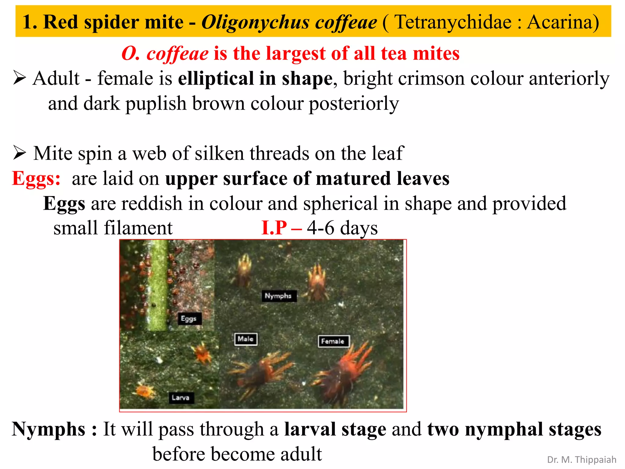 Insect pests of tea | PDF