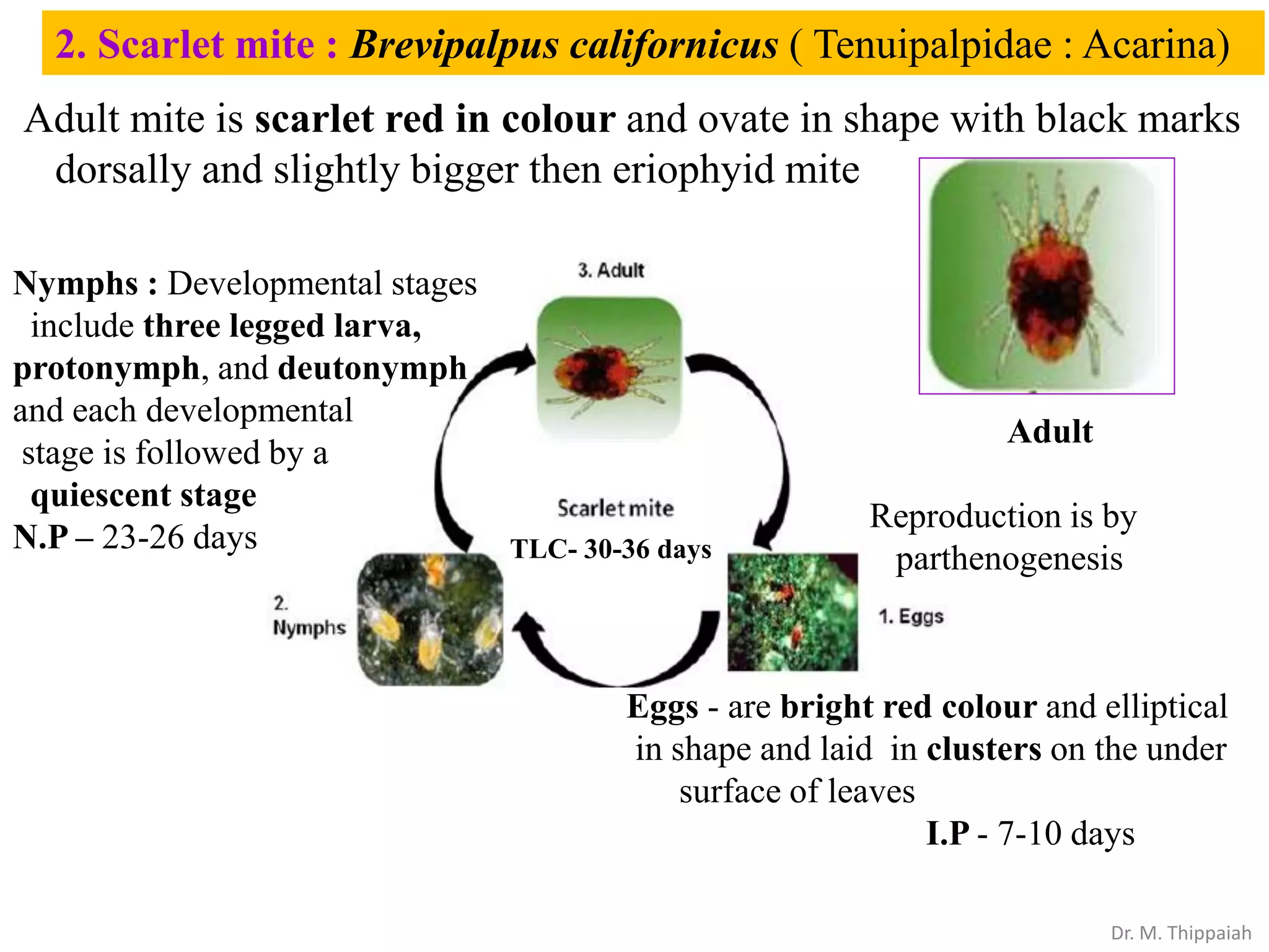 Insect pests of tea | PDF