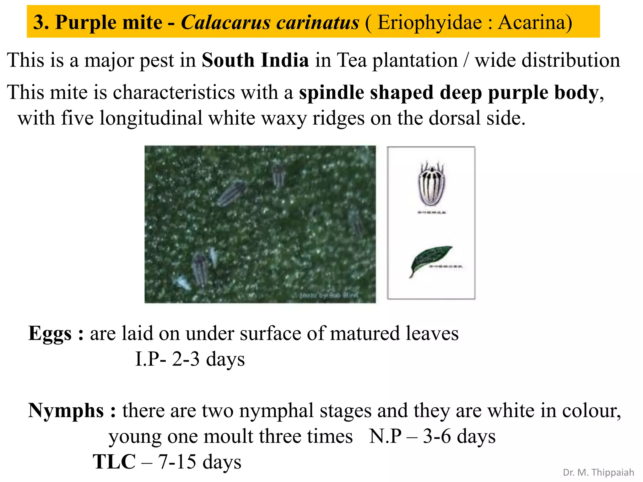 Insect pests of tea | PDF
