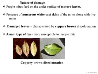 Insect pests of tea | PDF