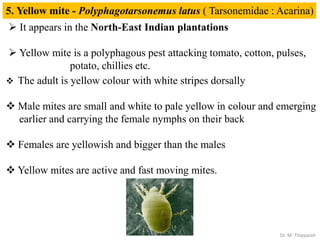 Insect pests of tea | PDF