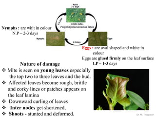 Insect pests of tea | PDF