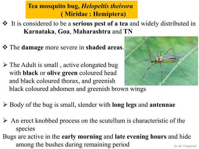 Insect pests of tea | PDF | Beekeeping | Hobbies & Interests