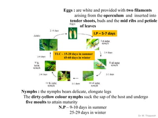 Insect pests of tea | PDF