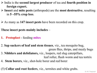 Insect pests of tea | PDF