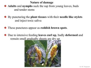 Insect pests of tea | PDF