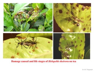 Insect pests of tea | PDF