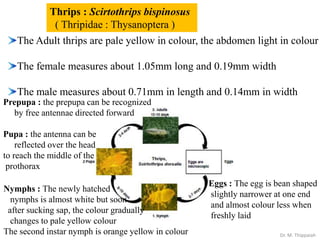 Insect pests of tea | PDF