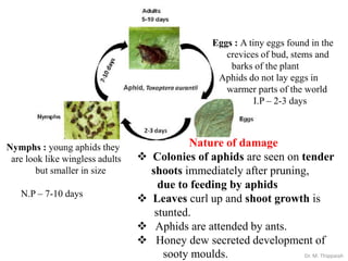 Insect pests of tea | PDF