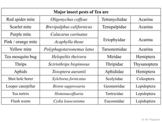 Insect pests of tea | PDF