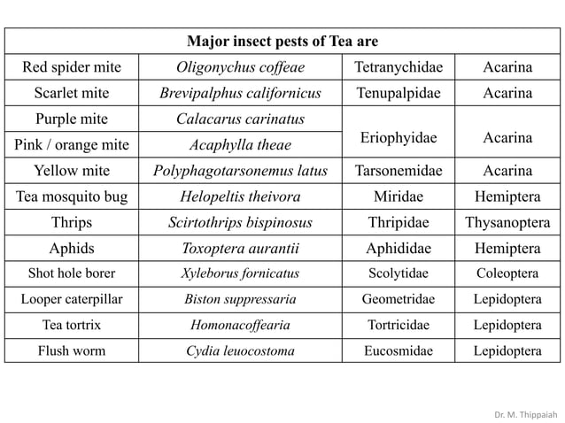 Insect pests of tea | PDF | Beekeeping | Hobbies & Interests