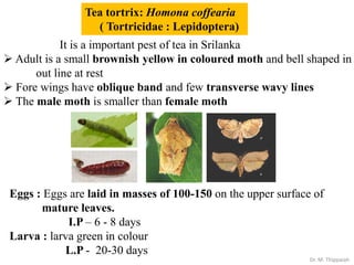 Insect pests of tea | PDF
