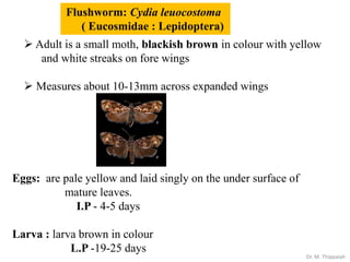 Insect pests of tea | PDF