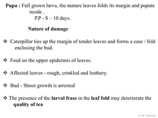 Insect pests of tea | PDF