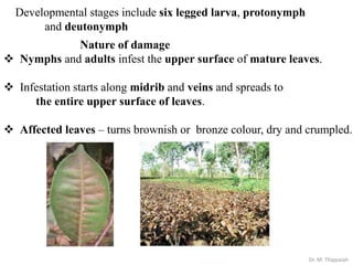 Insect pests of tea | PDF