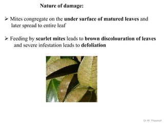 Insect pests of tea | PDF