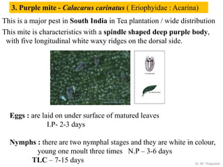 Insect pests of tea | PDF