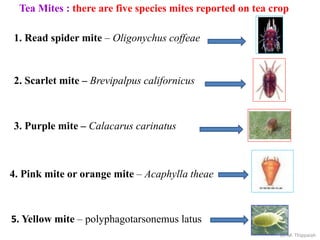 Insect pests of tea | PPT