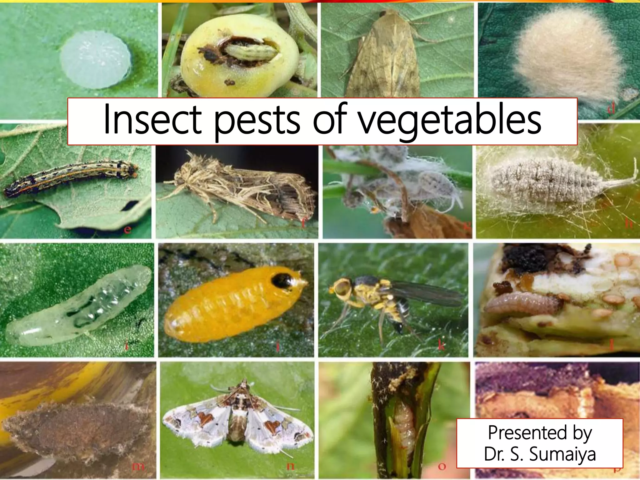 Insect pests of vegetables | PPTX