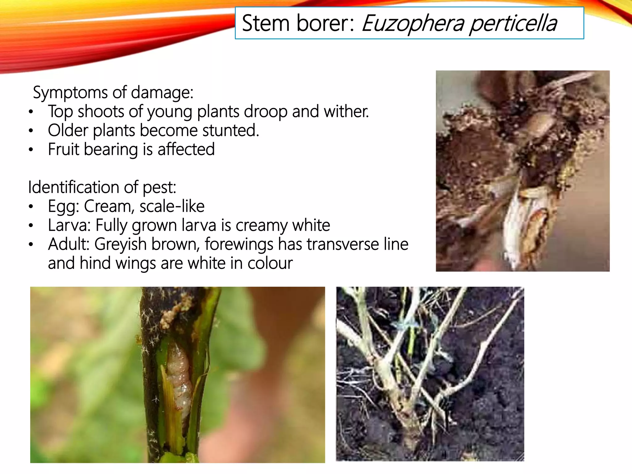 Insect pests of vegetables | PPTX