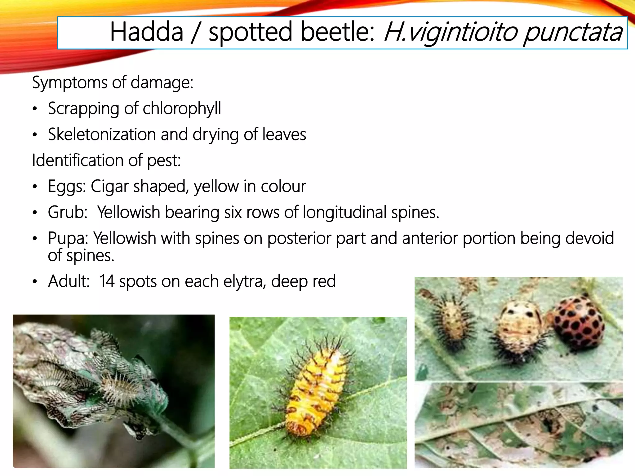 Insect pests of vegetables | PPTX | Beekeeping | Hobbies & Interests