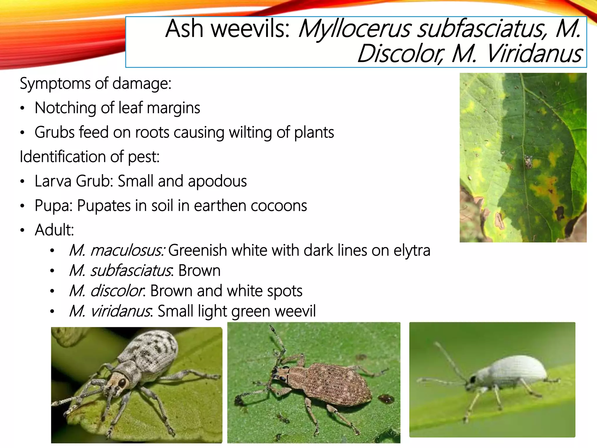 Insect pests of vegetables | PPTX