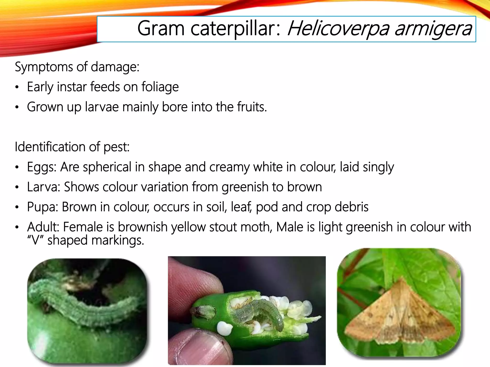 Insect pests of vegetables | PPTX | Beekeeping | Hobbies & Interests