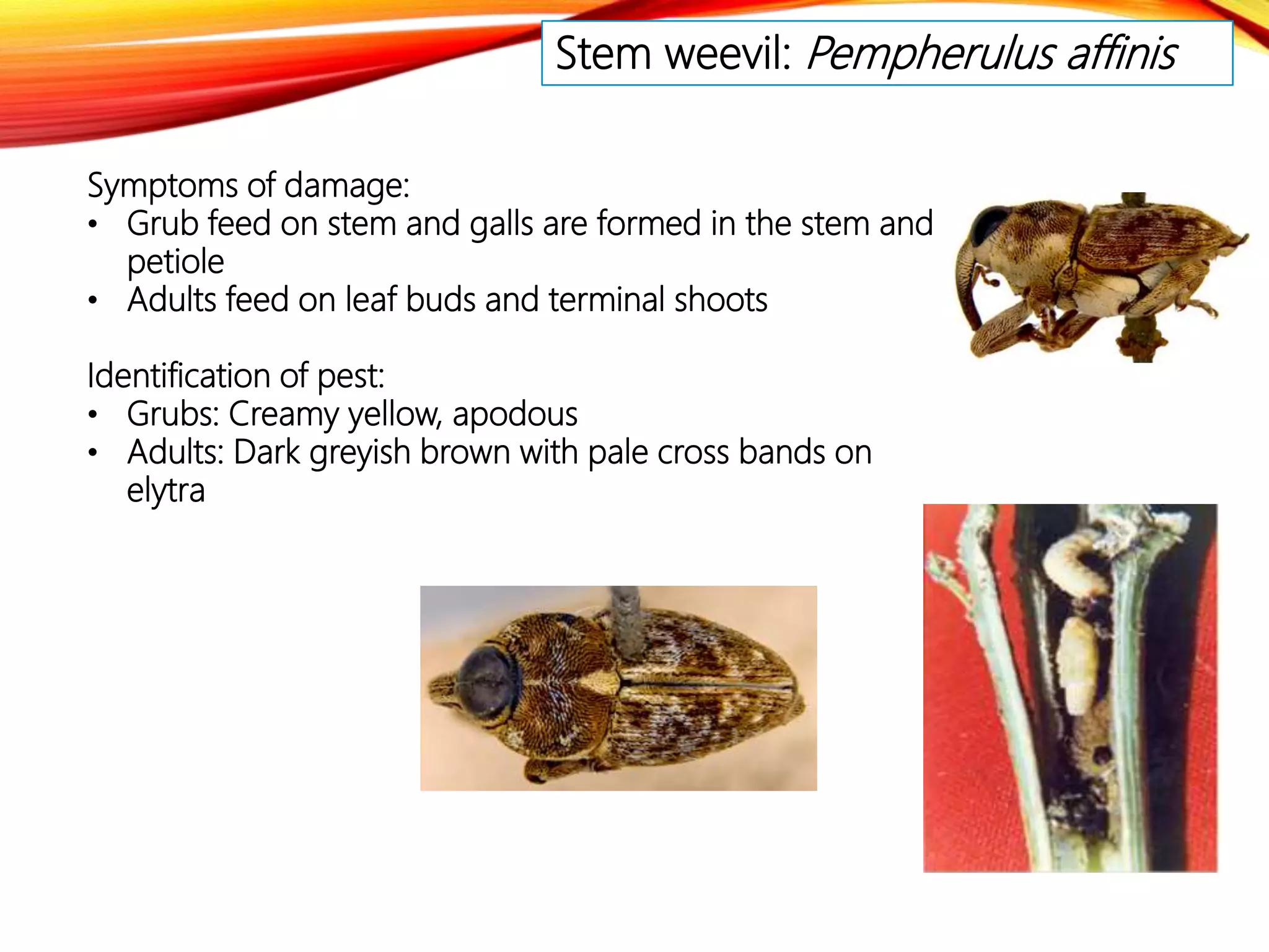 Insect pests of vegetables | PPTX