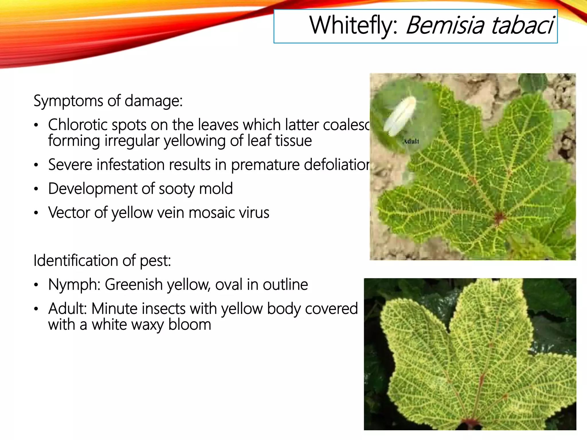 Insect pests of vegetables | PPTX