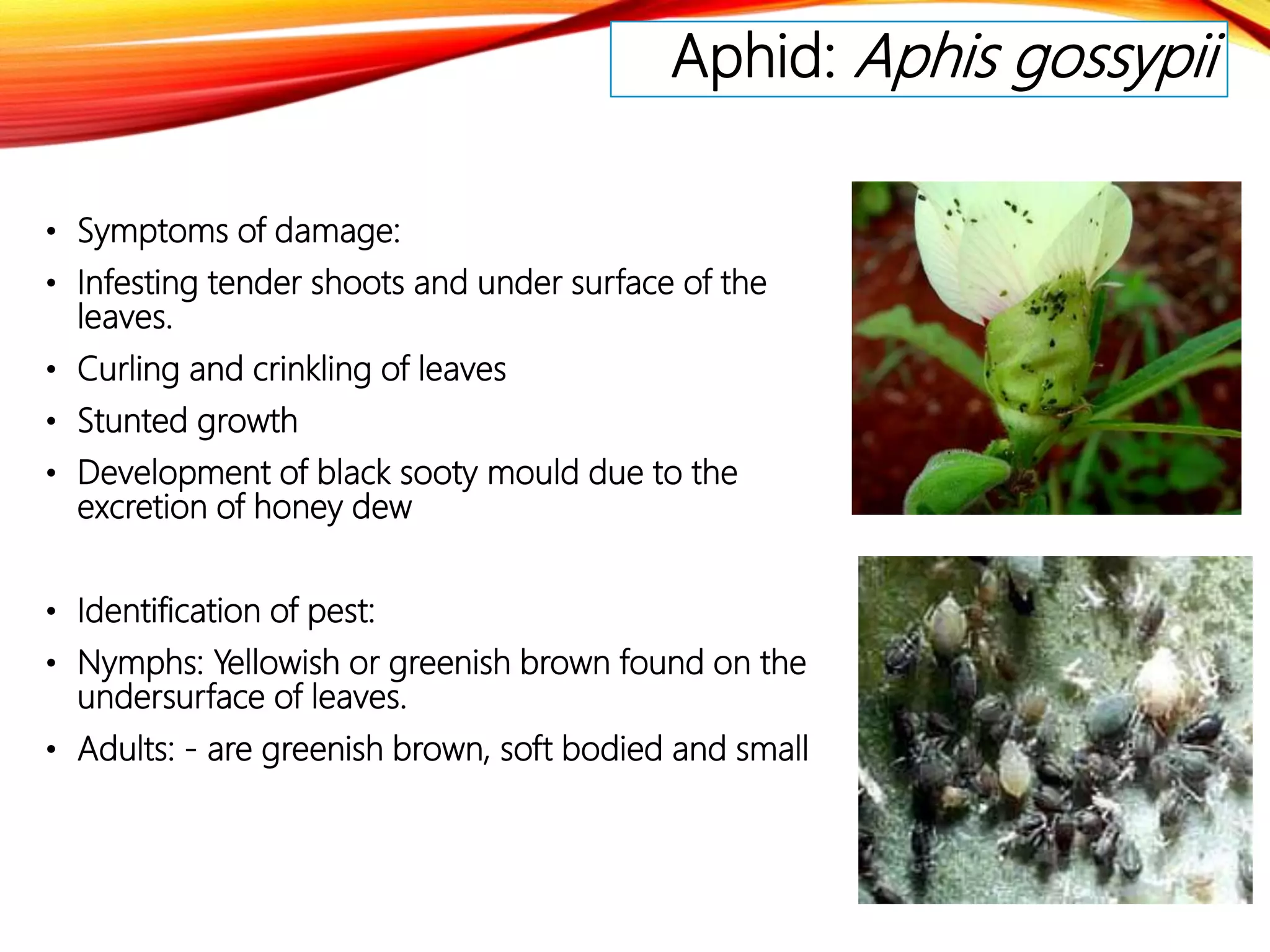 Insect pests of vegetables | PPTX