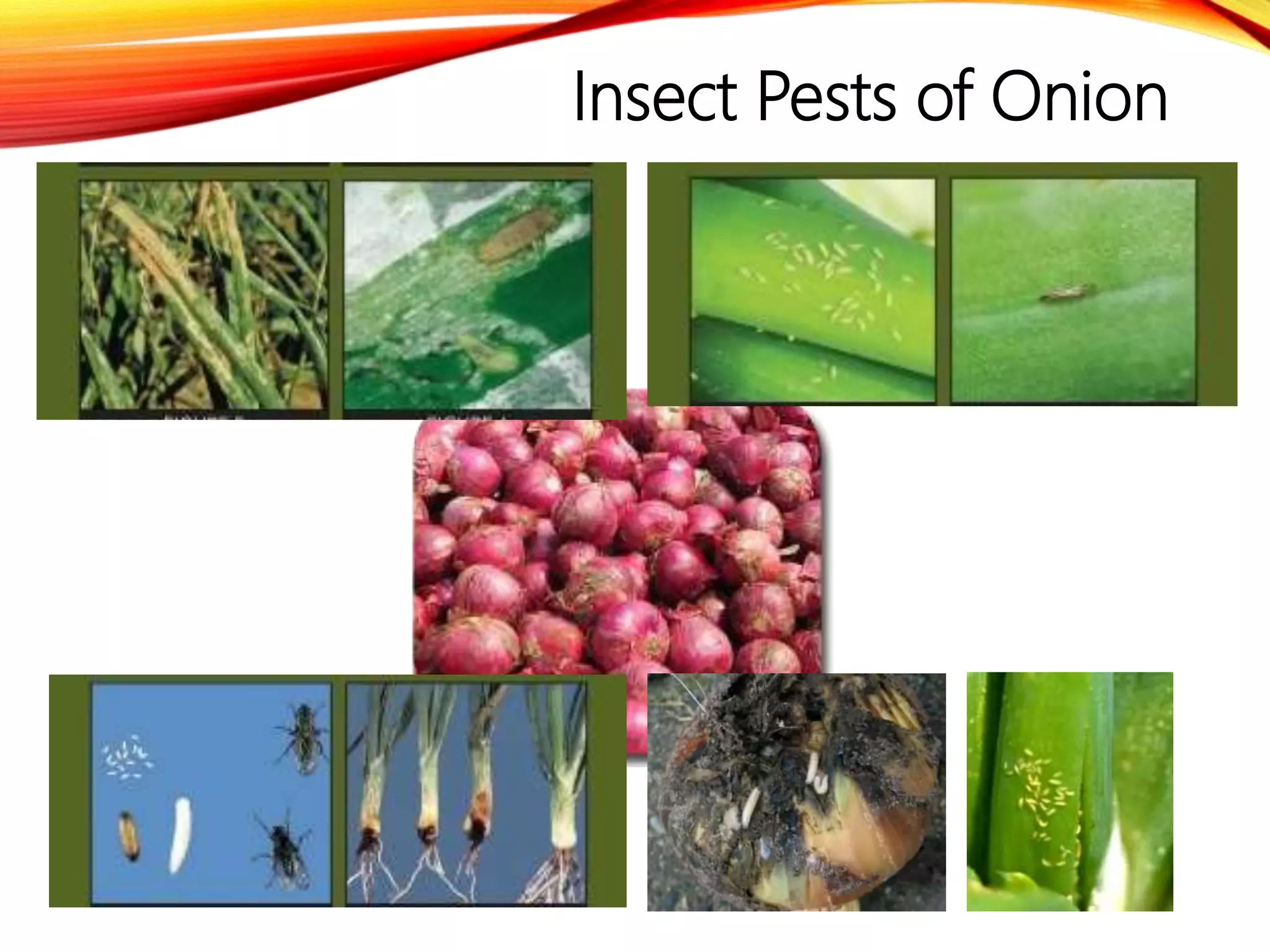 Insect pests of vegetables | PPTX