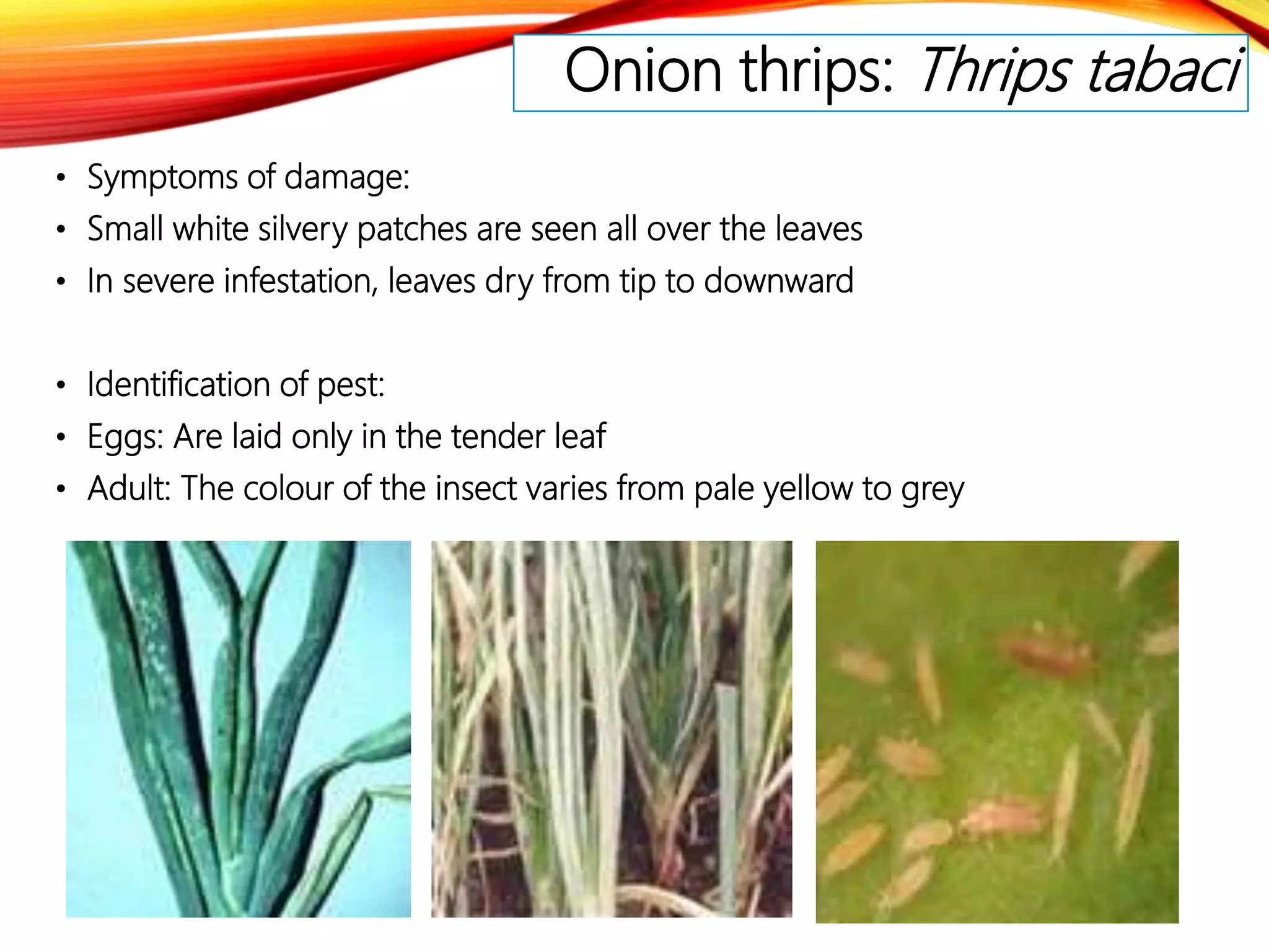 Insect pests of vegetables | PPTX
